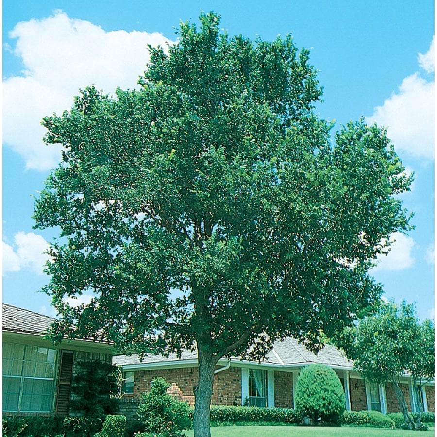 6.08-Gallon White Cedar Elm Shade Tree in Pot (L1416) in the Trees ...