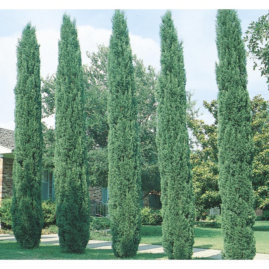 13.35-Gallon Italian Cypress Feature Tree (L3291) at Lowes.com
