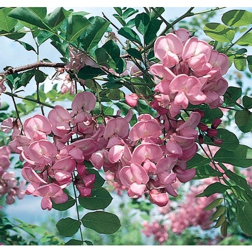 13.35-Gallon Pink Purple Robe Locust Flowering Tree in Pot (With Soil ...