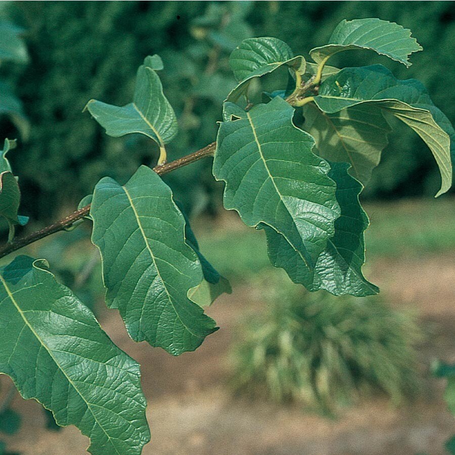 13.35-Gallon Green Monterey Oak Shade Tree in Pot (With Soil) (L11189 ...