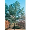 13.35-Gallon Loblolly Pine Feature Tree (L5852) at Lowes.com
