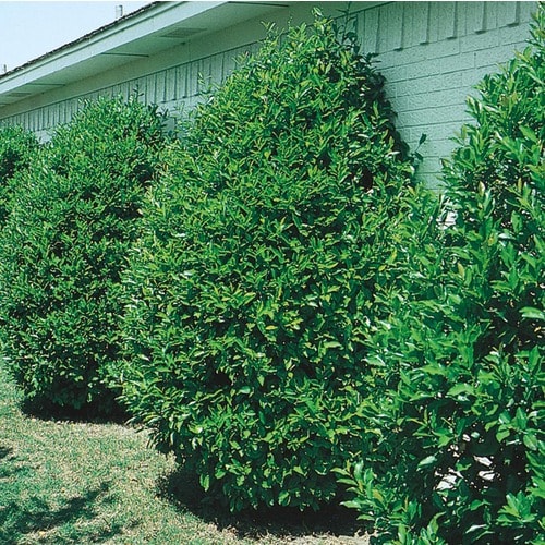28.62-Gallon White Carolina Cherry Laurel Flowering Tree (L11188) in ...