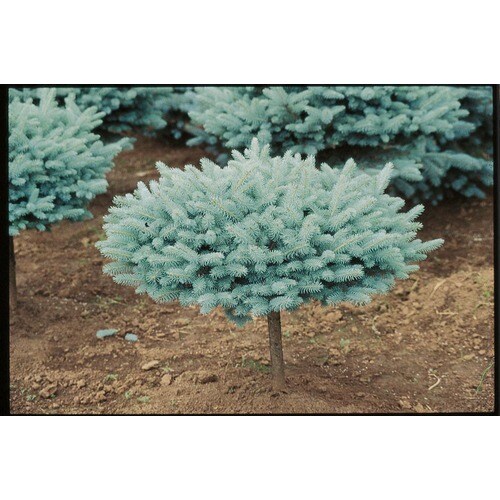 Globosa Spruce On Standard Feature Shrub in Pot (With Soil) (Lw02484 ...