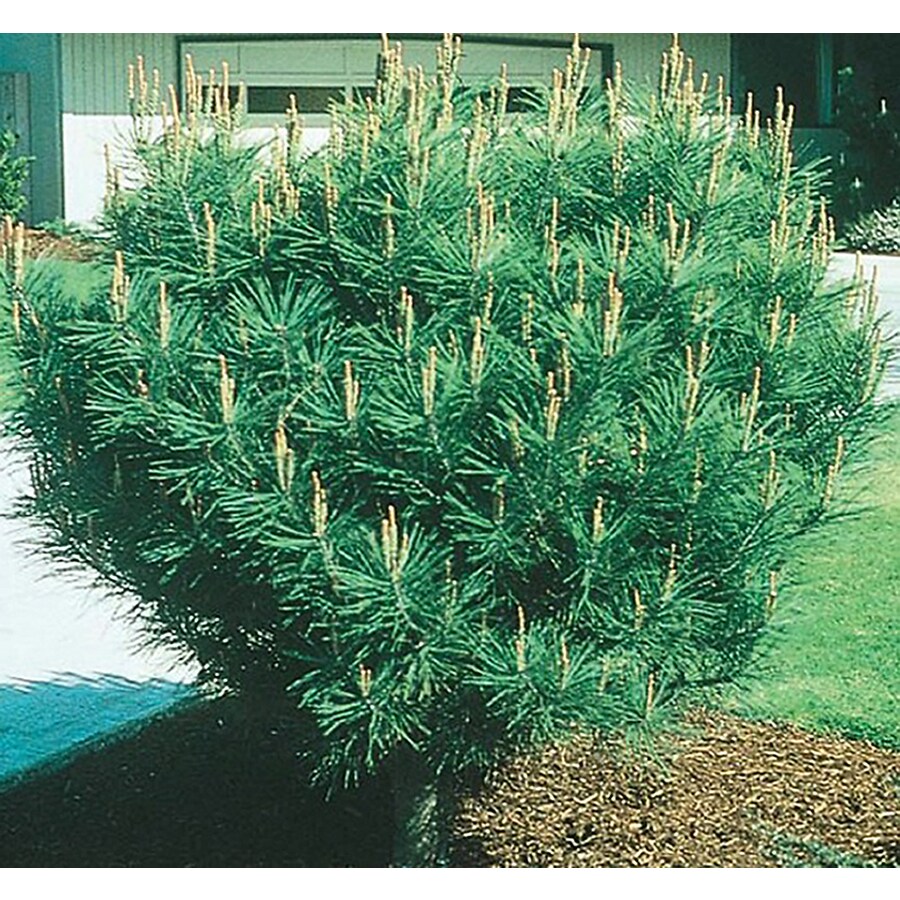 2.25-Gallon Tanyosho Pine Feature Tree (L4808) at Lowes.com