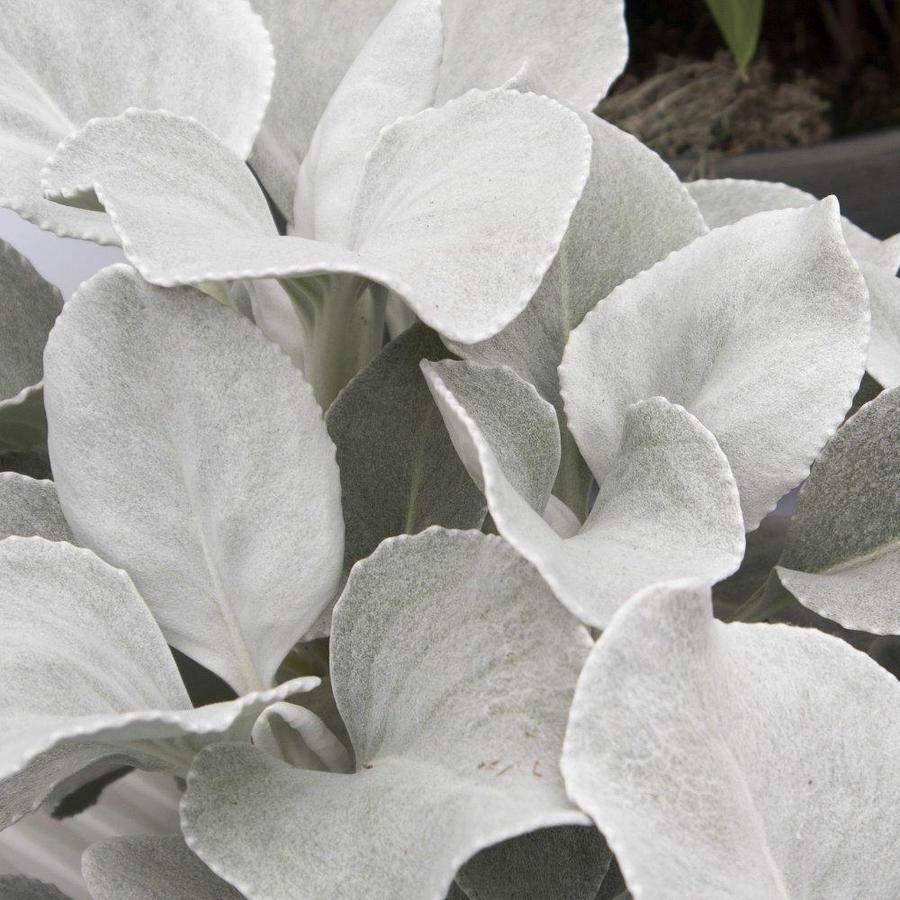 National Plant Network 3 -in(es) Senecio Angel Wings (Annual) in the ...