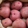 Gardens Alive! Gurney's 32-oz Seed Potato Red Pontiac at Lowes.com