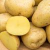 Gardens Alive! Gurney's 32-oz Seed Potato Yukon at Lowes.com