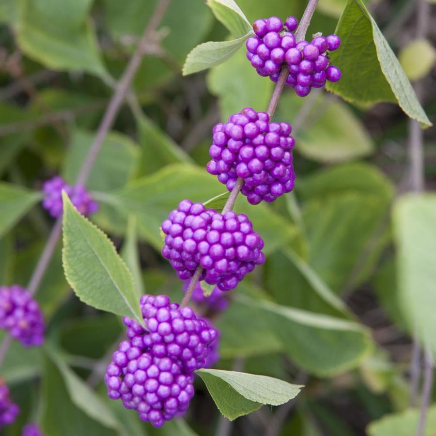 Spring Hill Nurseries Early Amethyst Beautyberry Pink Flowering Shrub ...