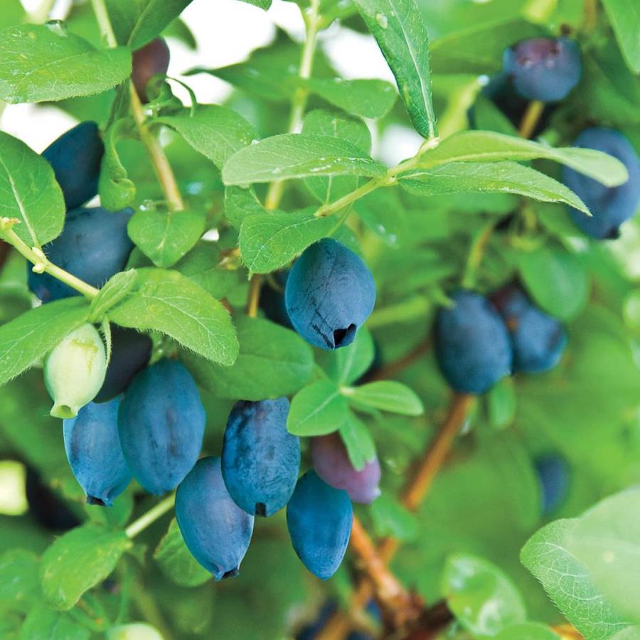 Gardens Alive! 16-oz Honeyberry Tundra (Potted) at Lowes.com