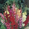 Gardens Alive! 25-Pack Glamini Mixed Gladiolus Bulbs at Lowes.com