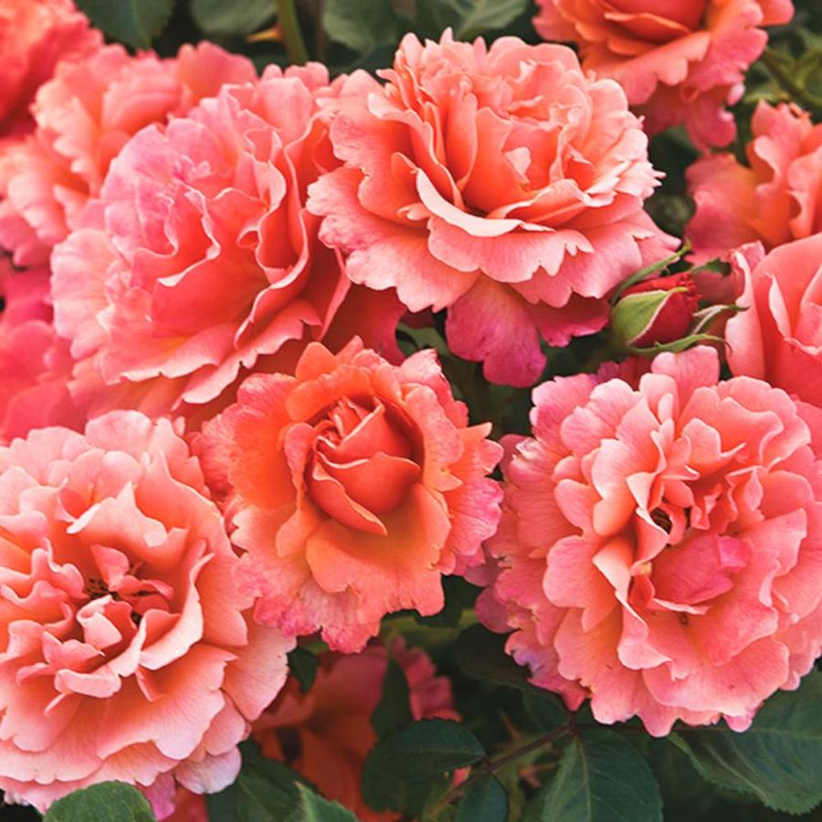Spring Hill Nurseries in Bare Root Orange Flowering Easy Does It ...