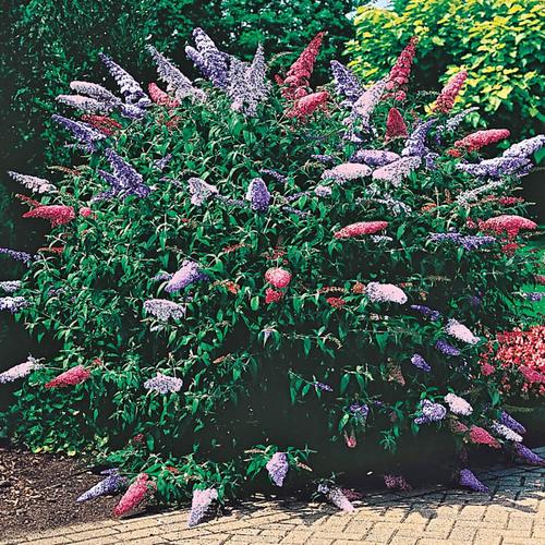 Gardens Alive! 16-oz-Pack in Pot Multi-colored Butterfly Bush (Buddleia ...