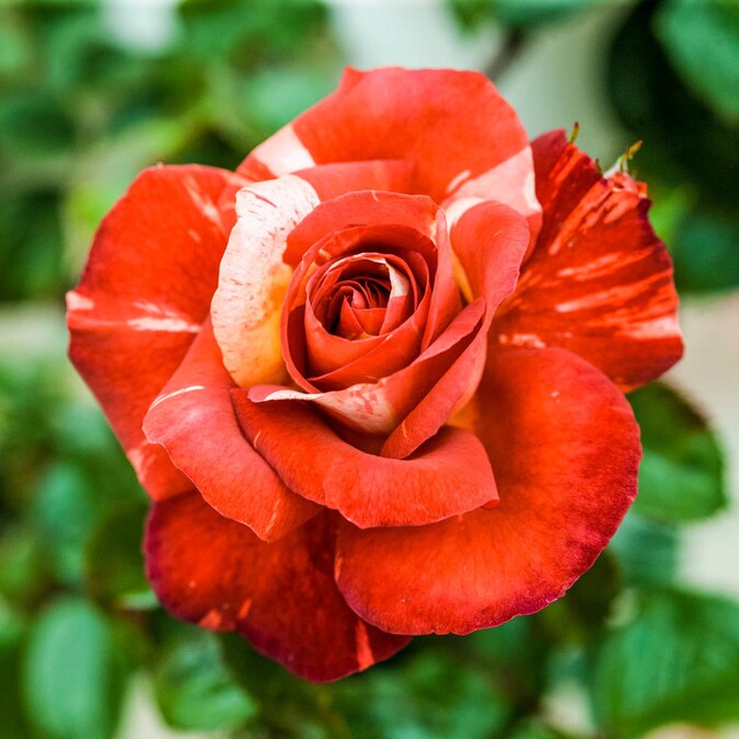 Spring Hill Nurseries Bare Root Flowering Tropical Lightning Climbing Rosena In The Roses