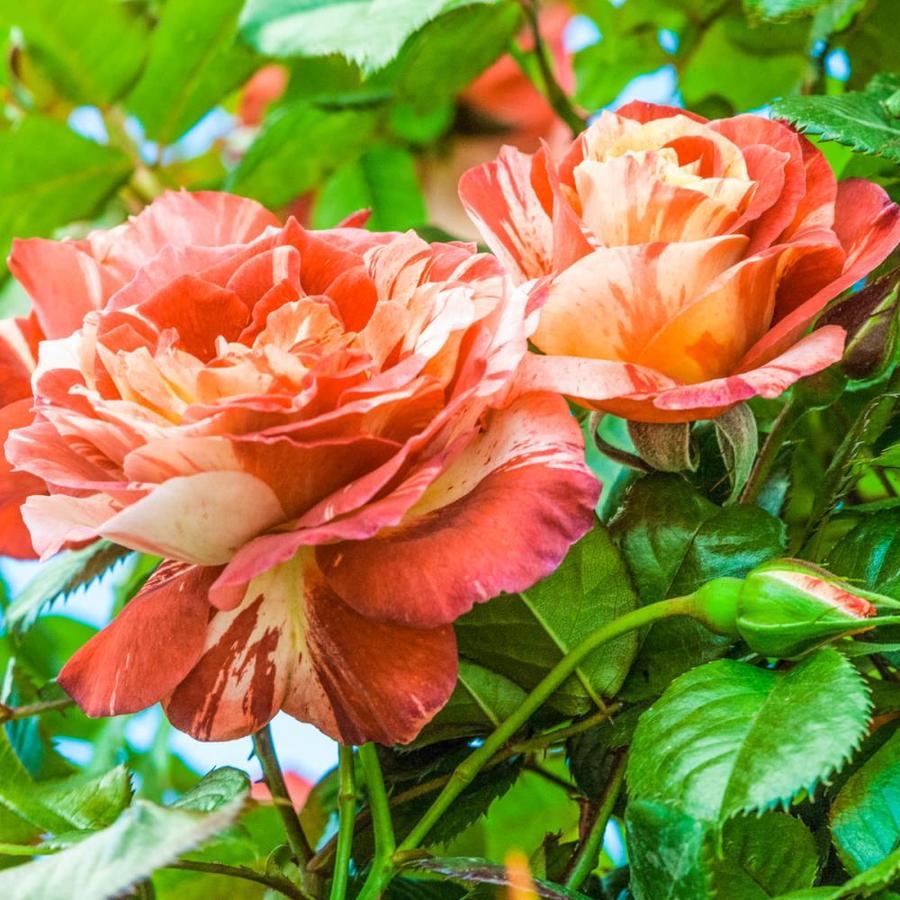 Spring Hill Nurseries Bare root Flowering Tropical Lightning Climbing ...