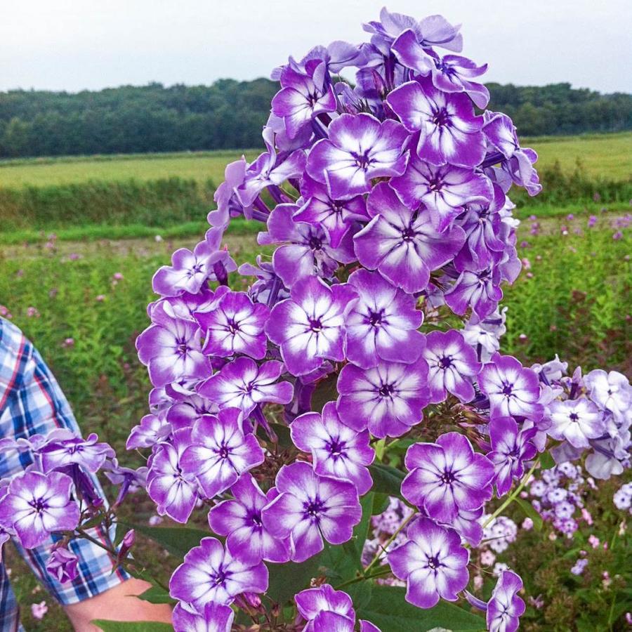 Spring Hill Nurseries 5-Pack 5-Pack in Bareroot 5-Pack Goliath Tall ...