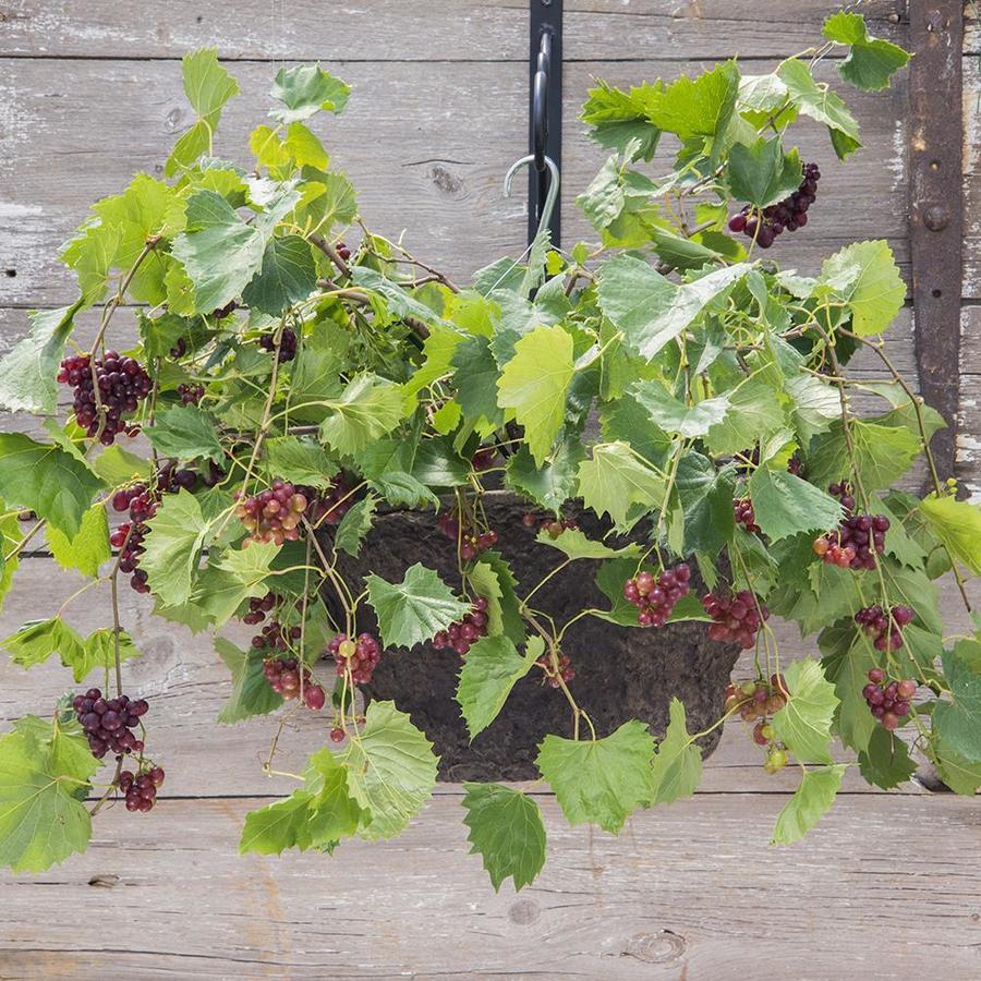 Gardens Alive! 1-Pack Grape Razzmatazz (Bareroot) in the Fruit Plants ...
