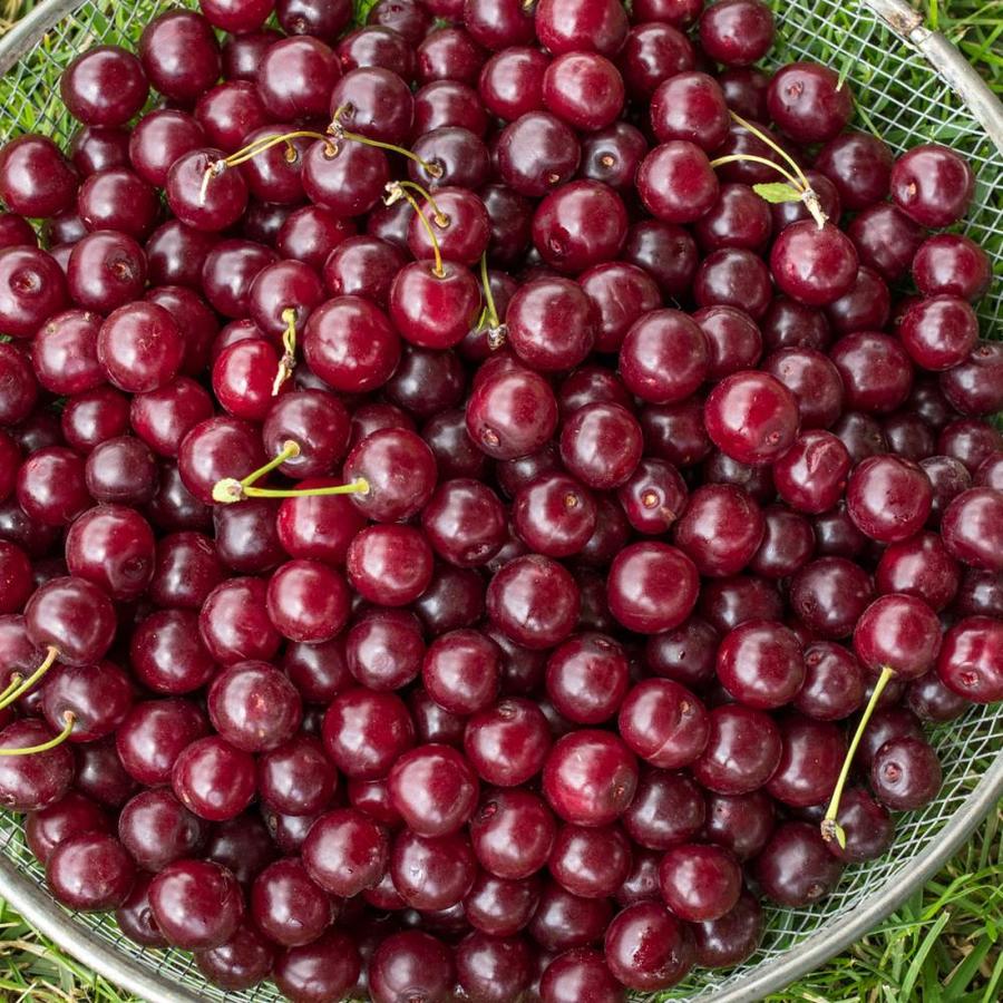 Gurney's Seed and Nursery 2.5-Quart Juliet Dwarf Bush Cherry Tree at ...