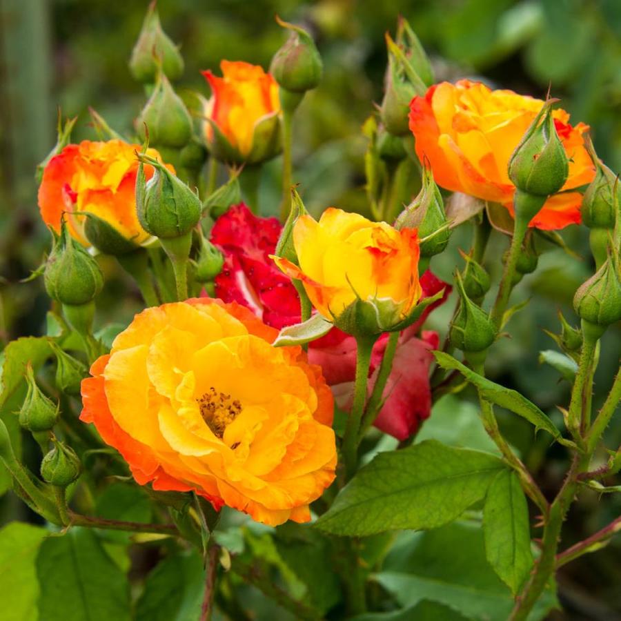 Spring Hill Nurseries in Pot Multicolor Joseph Coat Climbing Rose in ...