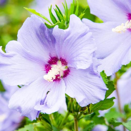 Spring Hill Nurseries Blue 4-in Hawaii Rose Of Sharon Althea Flowering ...