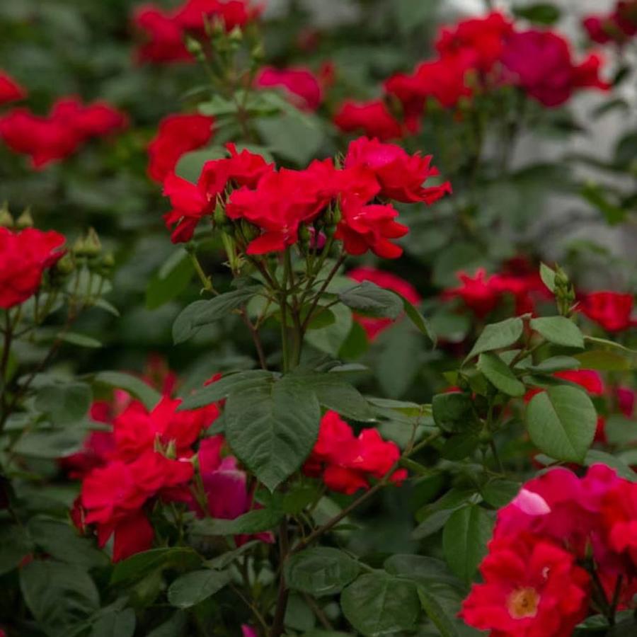 Spring Hill Nurseries 2.5-Quart in Pot Red Flowering Freedom Rose in ...