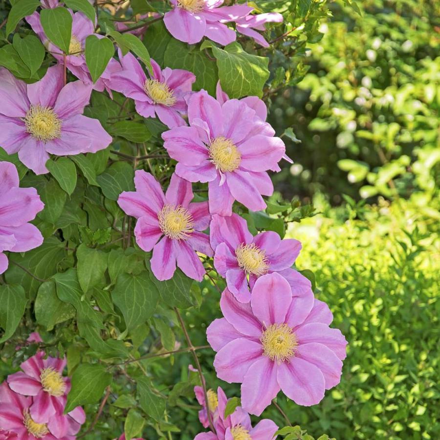 Spring Hill Nurseries CLEMATIS PINK BEAUTY 4 IN POT in the Perennials ...