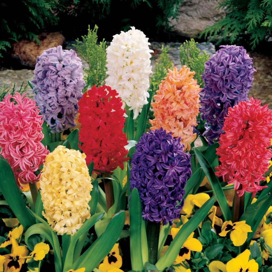 Breck's 25-Pack Hyacinth Mixed Bulbs in the Plant Bulbs department at ...