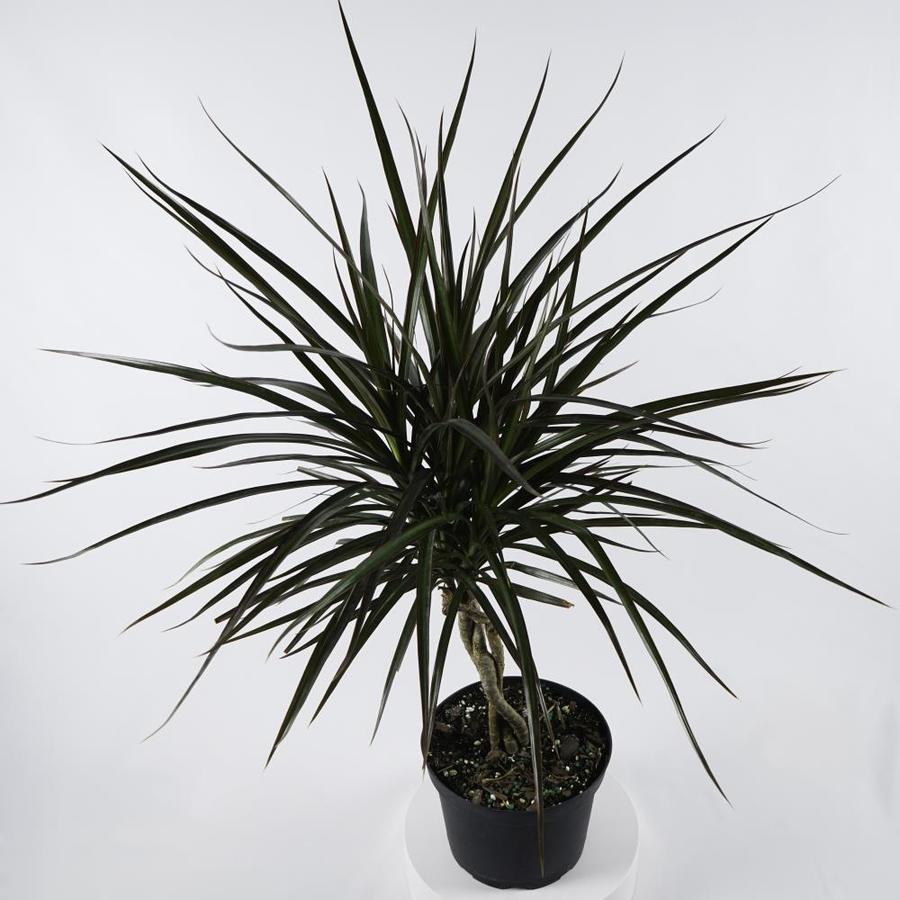 TropicalPlants.com Dragon Tree Braided (Dracaena Marginata) - Live ...