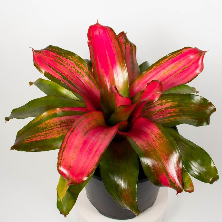 TropicalPlants.com Christmas Magali Bromeliad (Neoregelia) - Live Plant ...