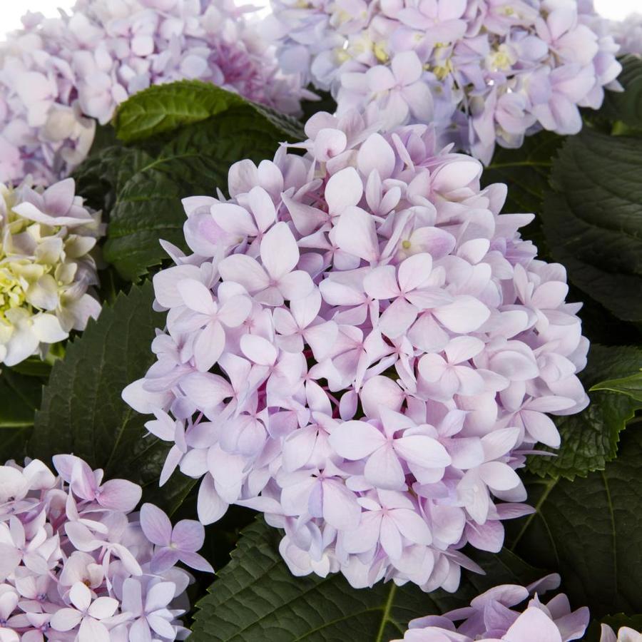 2-Gallon Multicolor Hydrangea in Planter in the Annuals department at ...