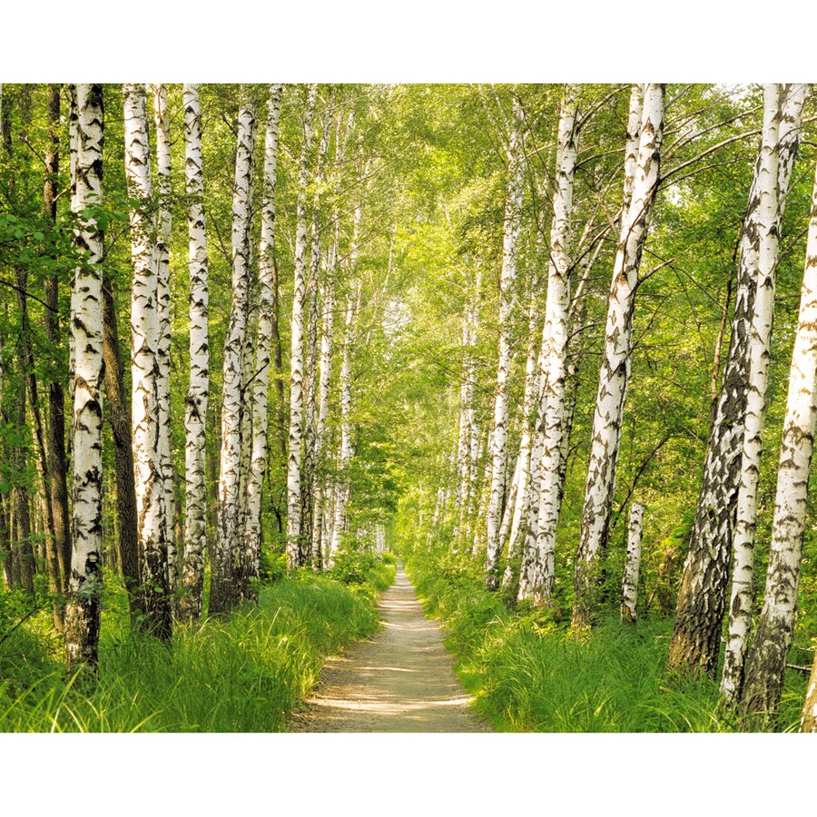 allen + roth Birch Path Mural at Lowes.com