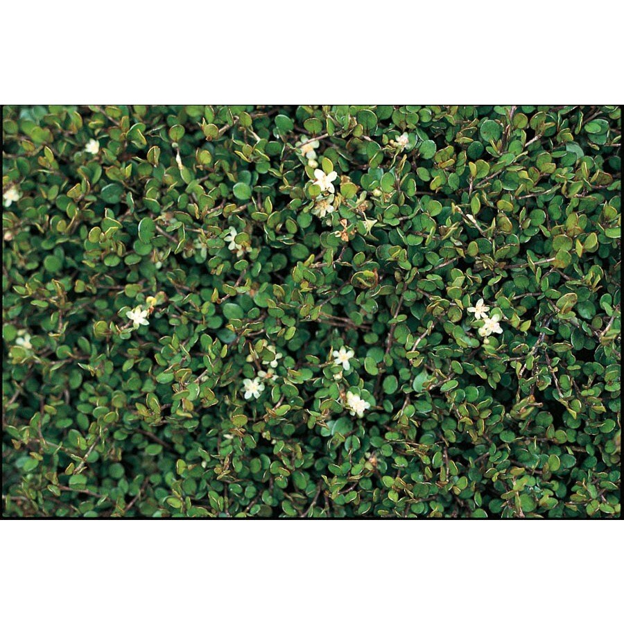 1-Pint Creeping Wire Vine in Pot (L2887) at Lowes.com