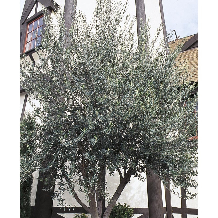 10.25-Gallon European Olive Feature Tree (L14921) at Lowes.com