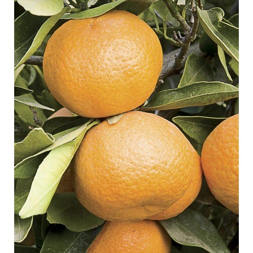 3.25-Gallon Dwarf Mandarin Tree (LW04260) at Lowes.com