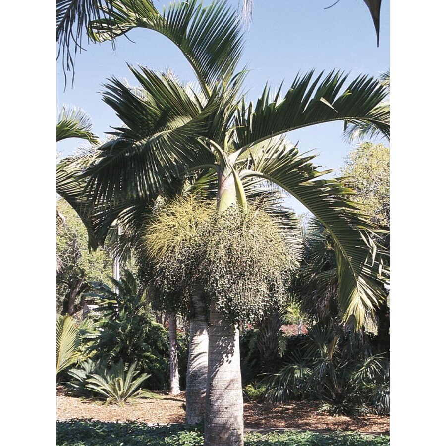 1-lb in Pot Bottle Palm (L14512) at Lowes.com