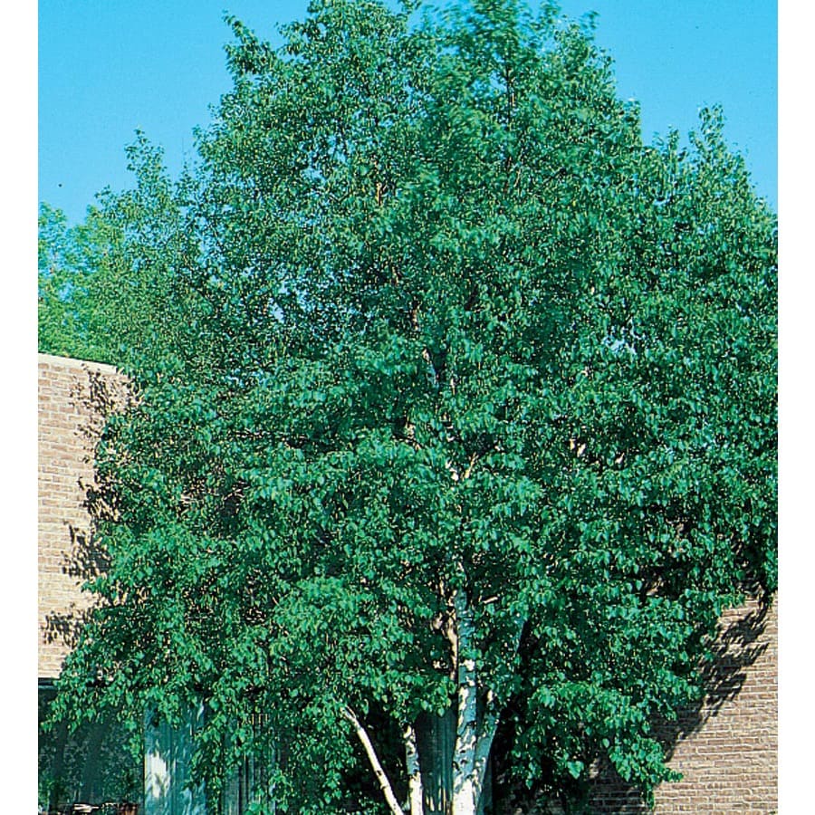 12.7-Gallon Heritage Clump River Birch Feature Tree in Pot (With Soil ...