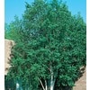 12.7-Gallon Heritage Clump River Birch Feature Tree in Pot (With Soil ...