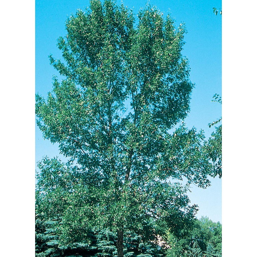 12.7-Gallon Patmore Ash Shade Tree in Pot (With Soil) (L3494) at Lowes.com