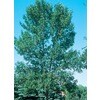 12.7-Gallon Patmore Ash Shade Tree in Pot (With Soil) (L3494) at Lowes.com