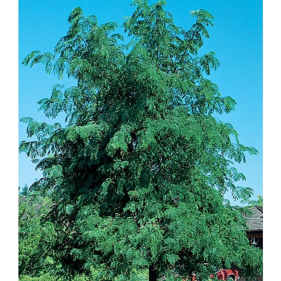 12.7-Gallon Skyline Honeylocust Shade Tree in Pot (With Soil) (L1079 ...