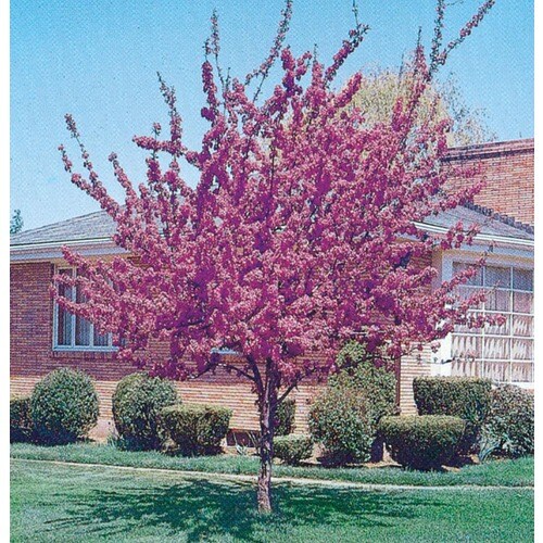 12.7-Gallon Pink Robinson Crabapple Flowering Tree in Pot (L1082) in ...