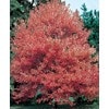 7.28-Gallon Autumn Fantasy Red Maple Shade Tree in Pot (With Soil ...