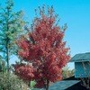 7.28-Gallon Firefall; Maple Shade Tree in Pot (With Soil) (L27237) at ...