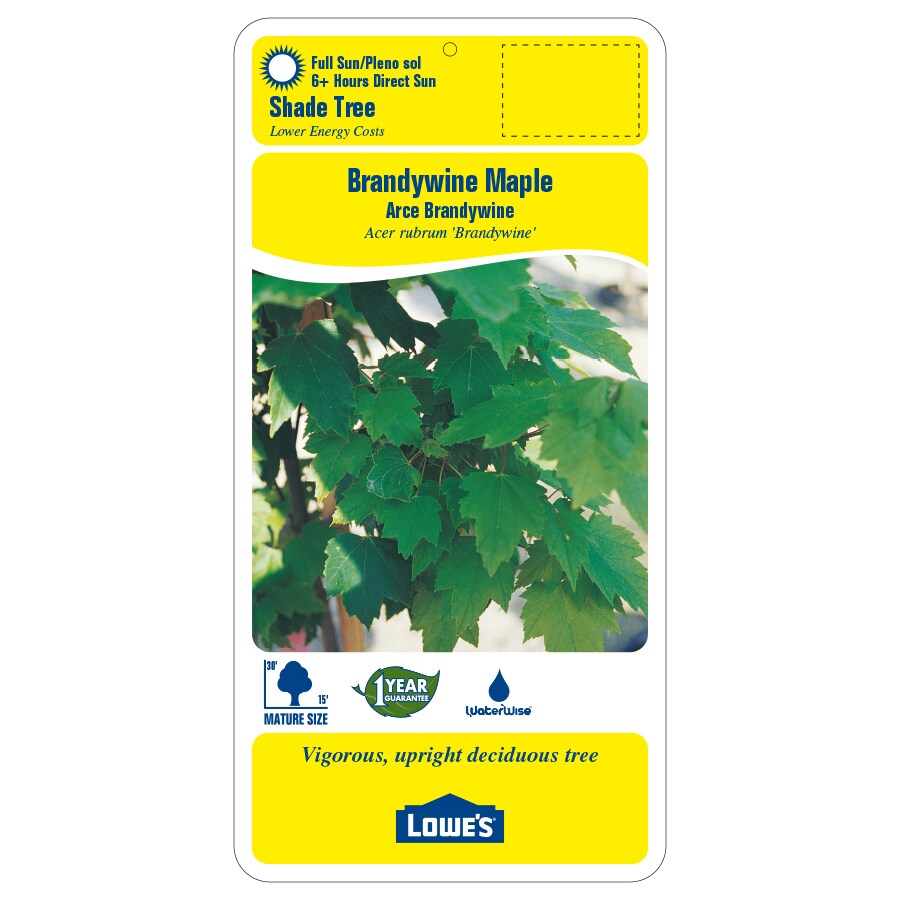 7 28 Gallon Brandywine Maple Shade Tree In Pot With Soil L0070 In