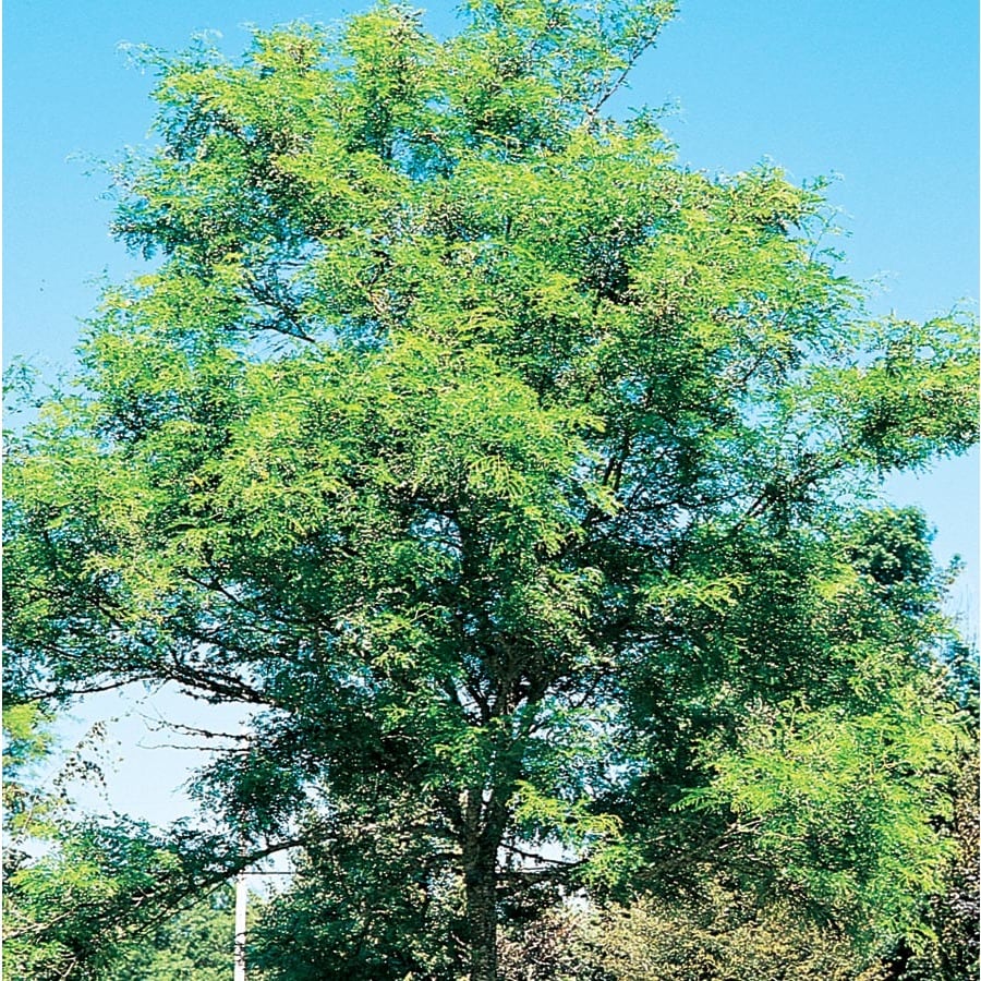 7.28-Gallon Imperial Thornless Honeylocust Shade Tree in Pot (With Soil ...