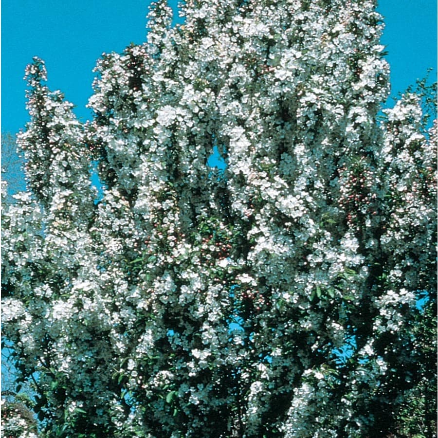 7.28-Gallon White Adirondack Crabapple Flowering Tree in Pot (With Soil ...