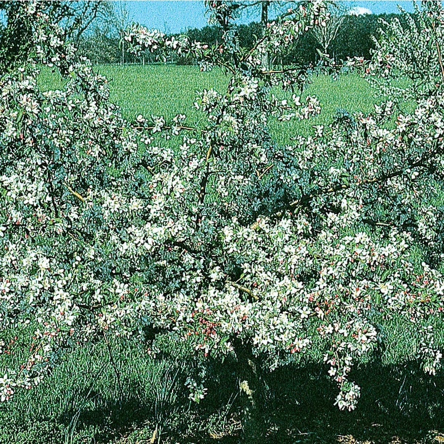 7.28-Gallon White Red Swan Crabapple Flowering Tree in Pot (With Soil ...