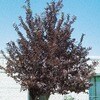 7.28-Gallon White Canada Red Flowering Cherry Feature Tree in Pot (With ...