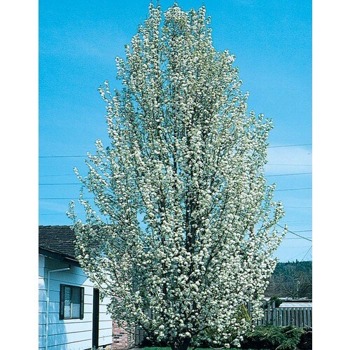 7.28-Gallon White Capital Pear Flowering Tree in Pot (With Soil) (L1074 ...