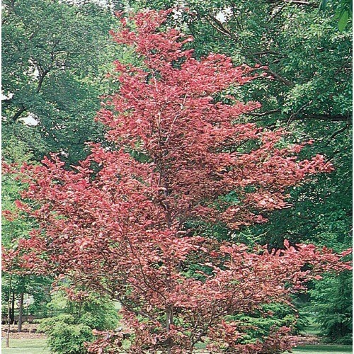 12.7-Gallon Tricolor Beech Feature Tree in Pot (With Soil) (L7232) at ...
