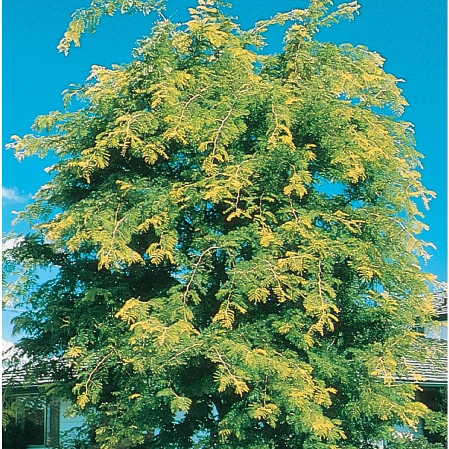 12.7-Gallon Sunburst Honeylocust Shade Tree in Pot (With Soil) (L1059 ...